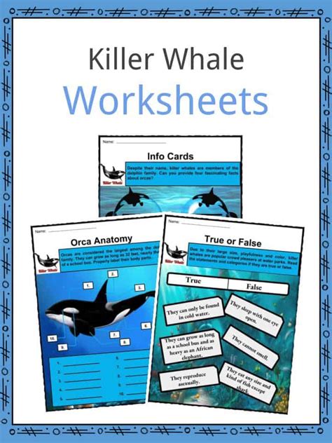 Life Cycle Of The Orca