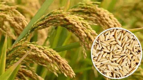2040 रुपये प्रति क्विंटल के भाव पर 1 अक्टूबर से शुरू होगी धान की खरीद