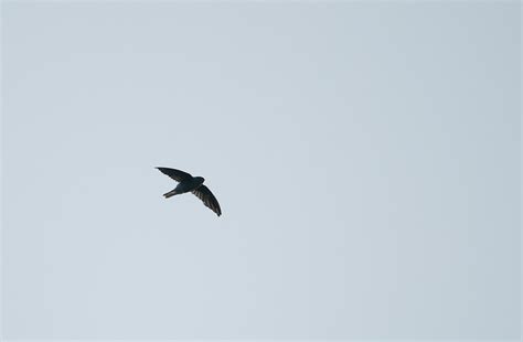 Seychelles Swiftlet Aerodramus Elaphrus Photo Call And Song