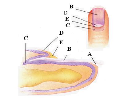 Fingernail Diagram Diagram Quizlet