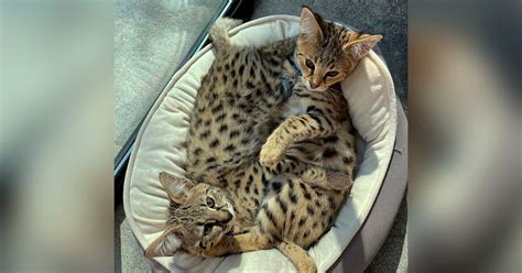 Antes De Los Bebés Sushi Y Tuna Fueron Los Hijos Gatos Que Cautivaron