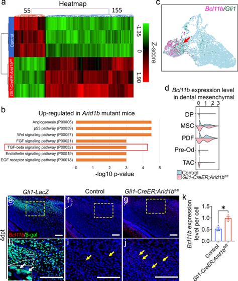 arid1b maintains mesenchymal stem cell quiescence via inhibition of