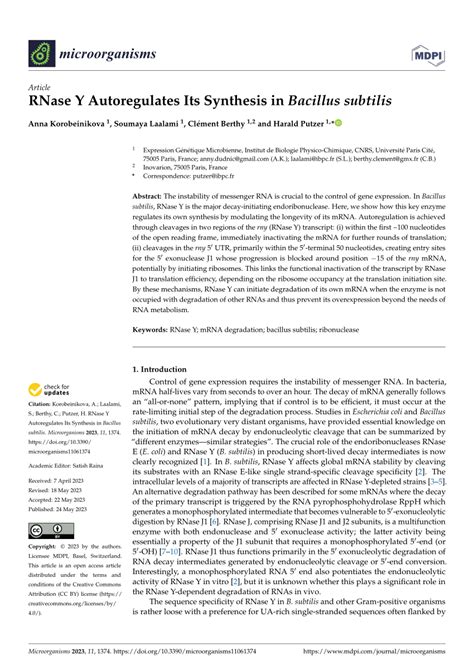 Pdf Rnase Y Autoregulates Its Synthesis In Bacillus Subtilis