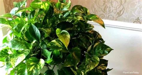 Pothos Fertilizer How To Choose The Best Fertilizer For Pothos