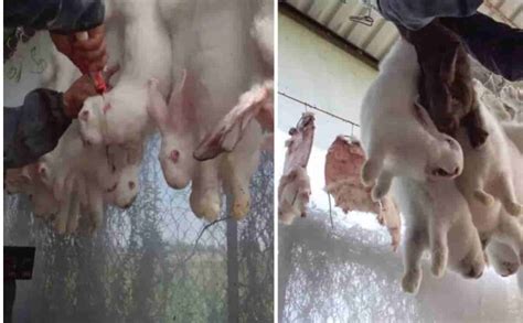 Imágenes Sensibles La Cruel Matanza De Conejos En México Para Su