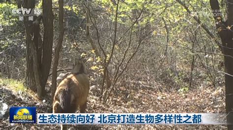 生态持续向好 北京打造生物多样性之都 央广网