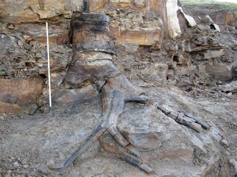 Wrexham Fossil Forest Designated As Site Of Special Scientific Interest North Wales Live
