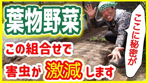 葉物野菜はこの組合せで、害虫被害が激減します！ここに秘密が！ ～狭い庭で家庭菜園～ Youtube