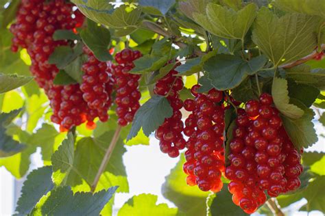 Rode Bessen Lekker Genieten Rode Bessen Uit De Betuwe