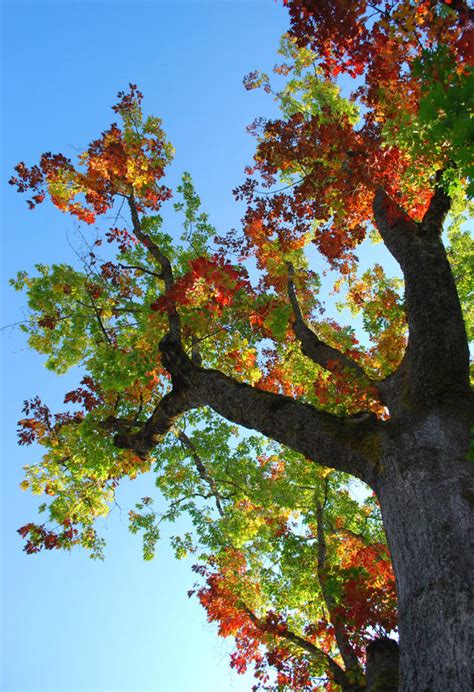 Synapse Tree By Crafedo Esquire On Deviantart