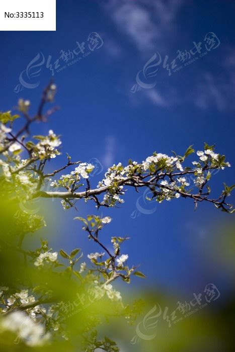 蓝天梨花高清图片下载红动中国