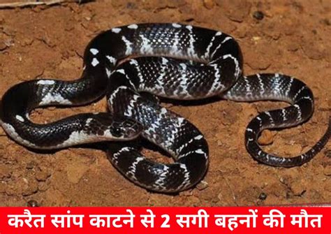 Janjgir Champa News करैत सांप काटने से 2 सगी बहनों की मौत Rb News 24