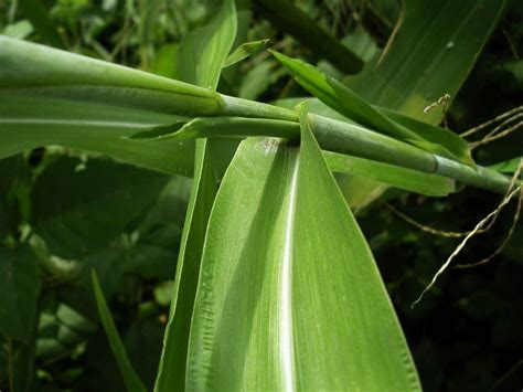 Chionachne Gigantea Eflora Of India