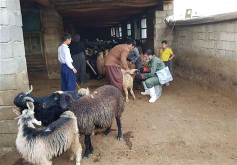 هشدار دامپزشکی استان کردستان درباره احتمال شیوع بیماری تب برفکی اخبار