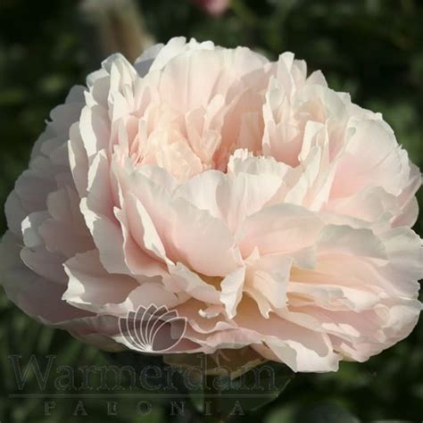 Paeonia Summer Glow Пион Саммер Глоу Осень 2021