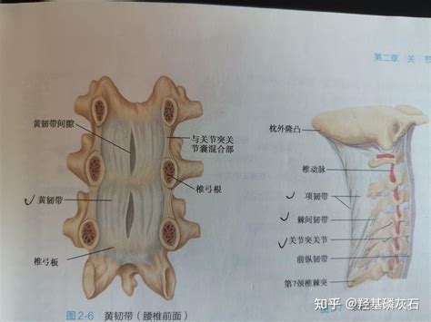系统解剖学 第二章 关节学（思维导图） 知乎