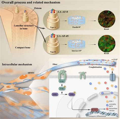 Publications — Tissue Mimics