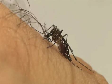 Brasil Vive Explosão De Casos De Dengue Em 2022 Ano Pode Terminar Com