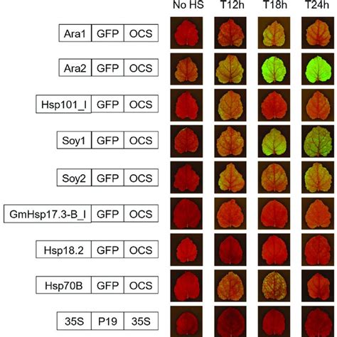 Gfp Expression Driven By Chimeric And Original Heat Shock Promoters