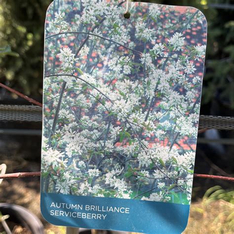 Amelanchier Autumn Brilliance Single Stem 1 Six Mile Nursery Llc