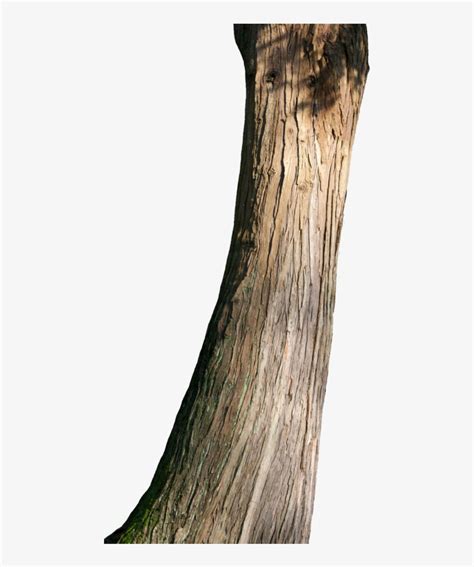 Png Tree Trunk Transparent Tree Trunk Tree Trunk Png Free