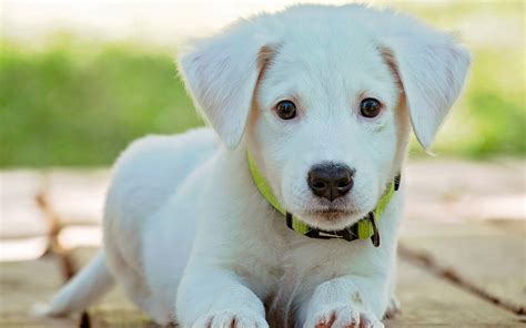 Cuide Do Bem Estar Do Seu Animal De Estimação Recanto Alvorada