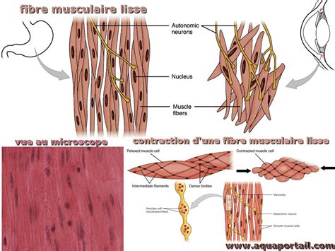 Fibre Musculaire Définition Et Explications