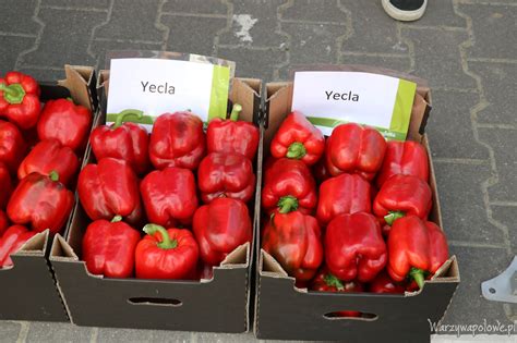 Tunelowa Upraw Papryki Cz I Rekomendacje Na Sezon Warzywa Polowe