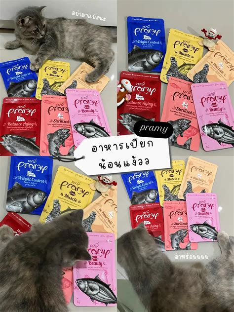 อาหารเปียกที่ทาสเเมวควรซื้อ👀 แกลเลอรีที่โพสต์โดย 𝙣𝙖𝙥𝙖𝙨𝙠𝙮 Lemon8