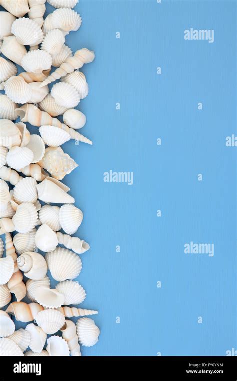 White Sea Shell Selection Forming A Border Over Wooden Blue Background