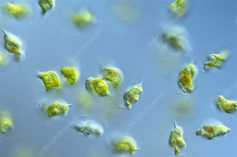 Phacus Smulkowskianus Algae Light Micrograph Stock Image C057 7871
