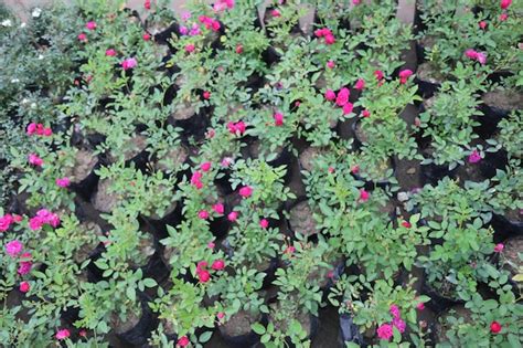 Premium Photo Small Garden Flower