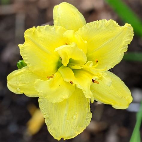 Double Action Heart To Care Tanzania