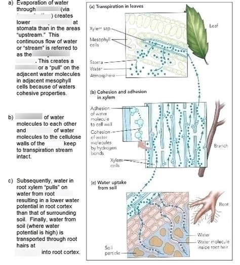 Cohesion Tension Hypothesis Diagram Quizlet