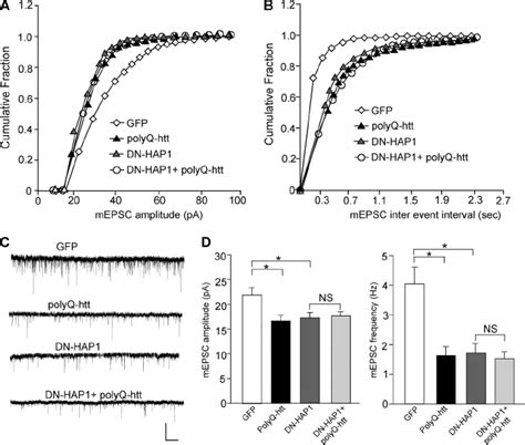 Dominant Negative HAP DN HAP Occludes The Reducing Effect Of