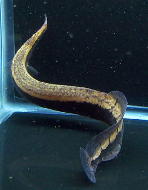 Borneo Python Eel Live Freshwater Aquarium Fish Trins Tropical Fish Borneo Python Eel Live Freshwater Aquarium Fish Trins Tropical Fish