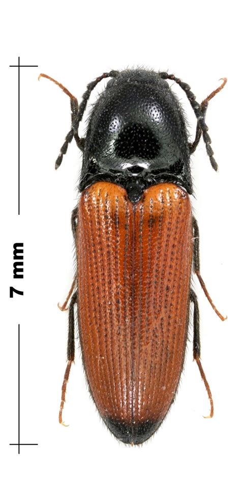 Réf 115617 INSECTA Coleoptera Elateridae Ampedus Ampedus