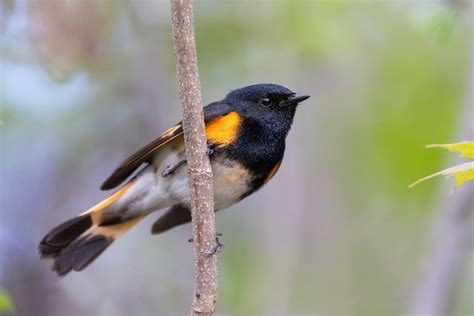 Warbler Identification During Spring Migration Merritt Island