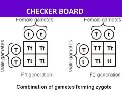 Mendels Monohybrid Cross Ppt