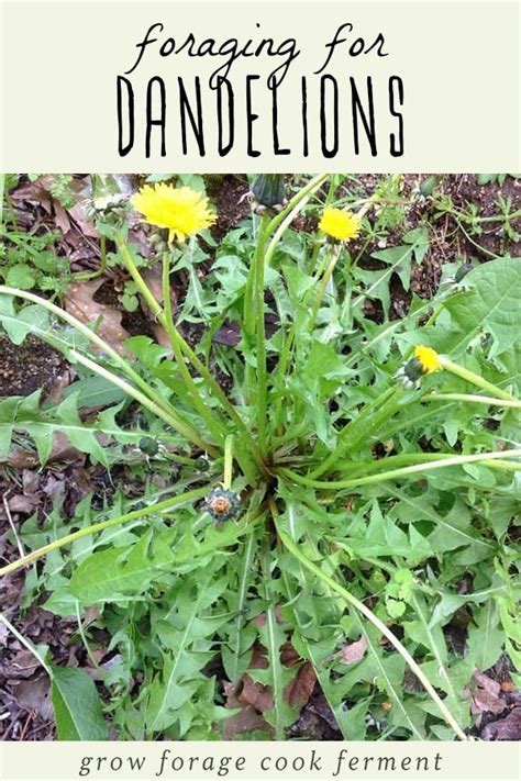 Dandelion Foraging Identification Look Alikes And Uses Artofit