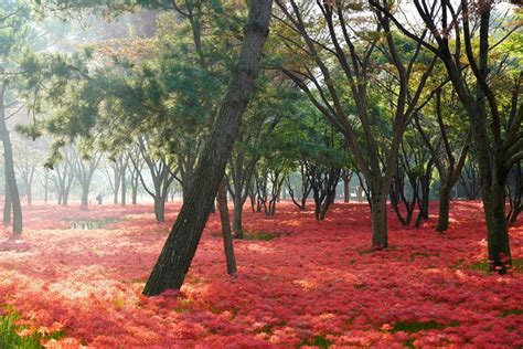7 Expert Tips For Managing Trees In Your Garden Revoada