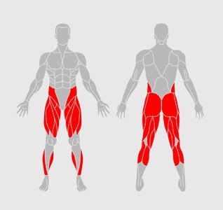 Glutes Quads Hamstrings Calves Workout