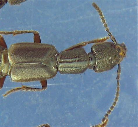 Wrack Heap Rove Cafius Bistriatus Bugguidenet