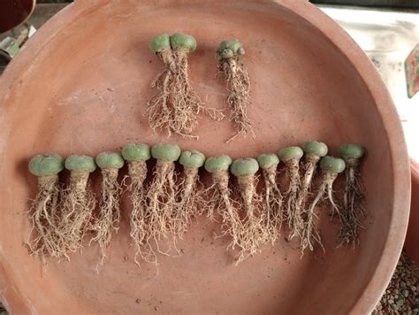 Repot And Root Trim Rpeyote