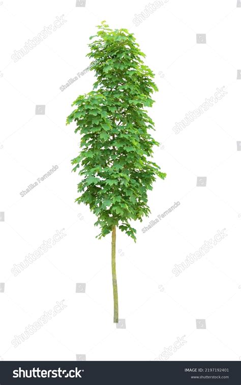 Tree Isolated On White Background Single Stock Photo Shutterstock