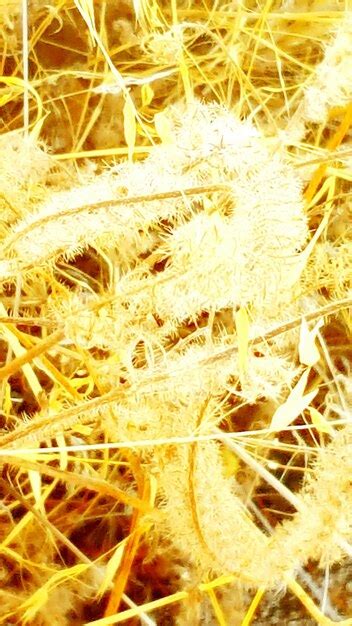 Premium Photo Close Up Of Grass Against The Sky