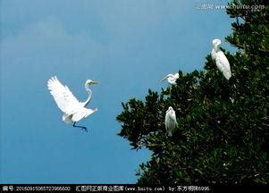 七絕 白鷺 每日頭條