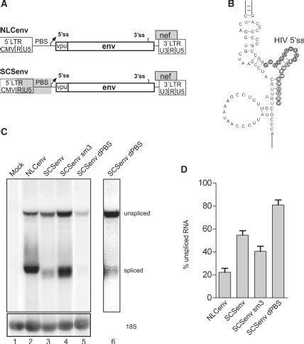 The MLV Secondary Structure Is Able To Repress An HIV Ss A Download Scientific Diagram