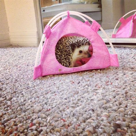 Penelope Loves Camping Hedgehog