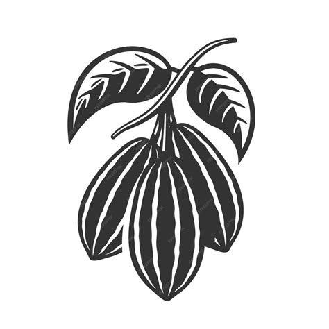 Premium Vector Cocoa Pod